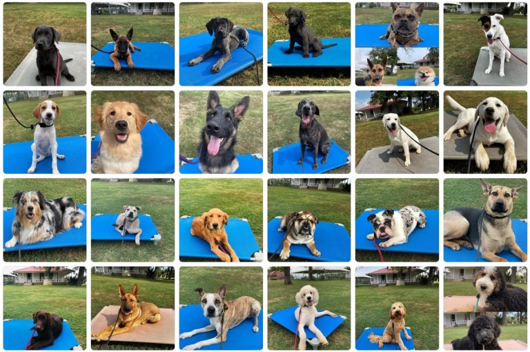 Master Dog Training: Join Our 2-Hour Owner Session