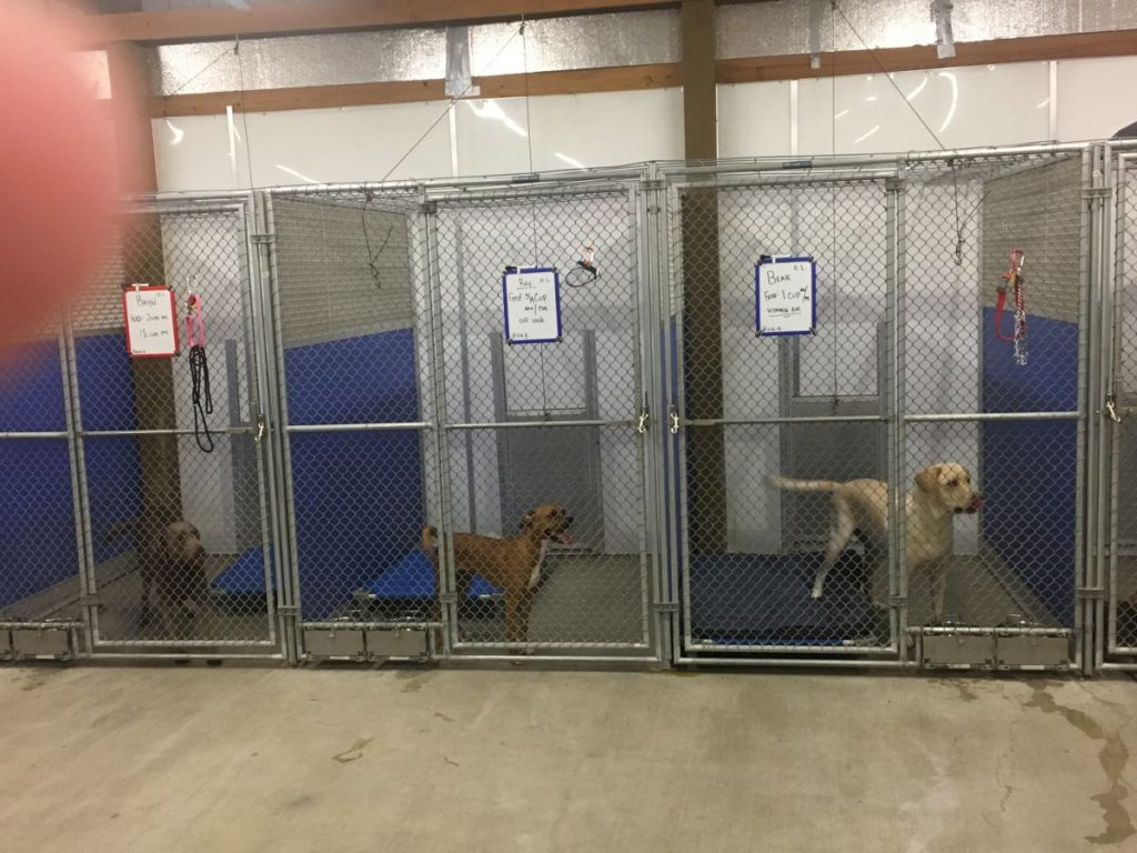 SRK Dog Training – Texas Dog Trainers